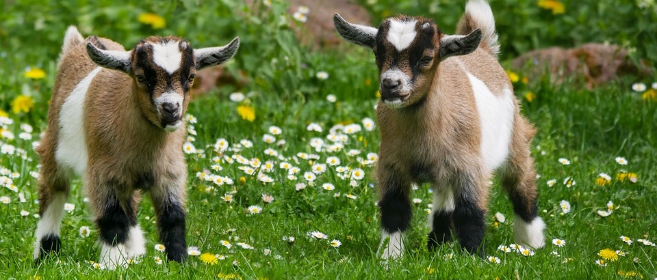 Veteris - Partenaire de votre élevage